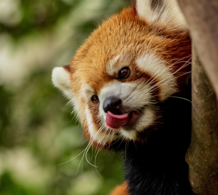 Зоосад - Pretty Paw