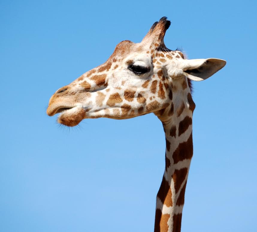 Зоосад - Pretty Paw