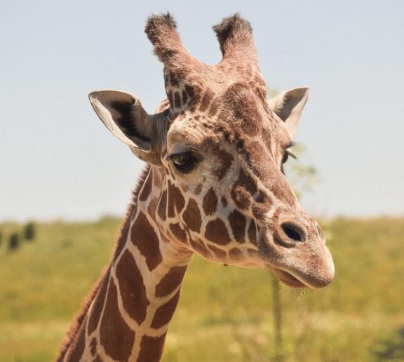 Зоосад - Pretty Paw