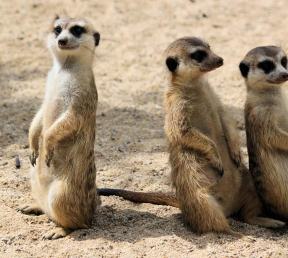 Зоосад - Pretty Paw