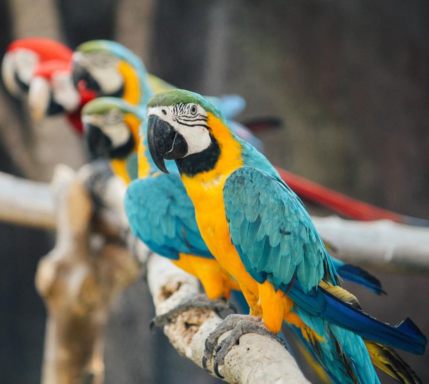 Зоосад - Pretty Paw