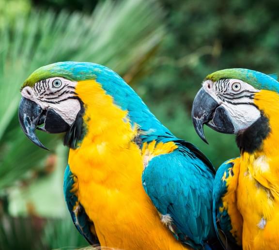 Зоосад - Pretty Paw